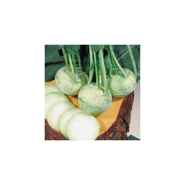 Graines potagères Choux rave blanc Noriko - Graines Schletzer