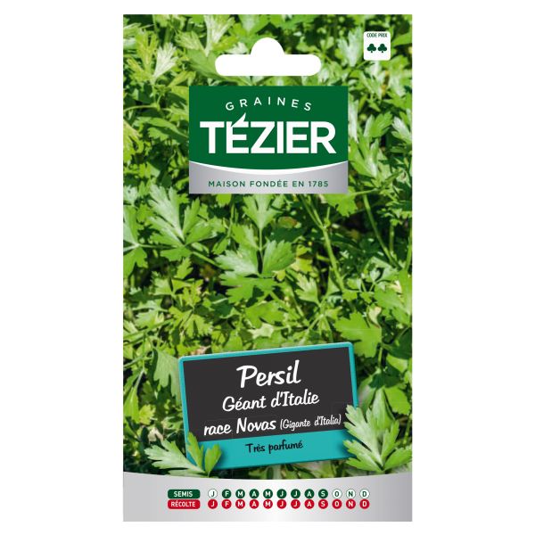 graines aromatiques Persil Géant d'Italie race Novas TEZIER