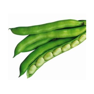 Graines potagères Feve primabel type Aguadulce - Graines Schletzer